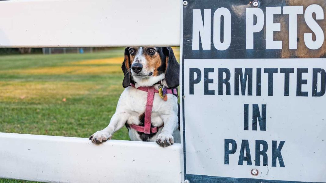 Underdog exiting NY after $17.5M settlement, entering NJ & DE